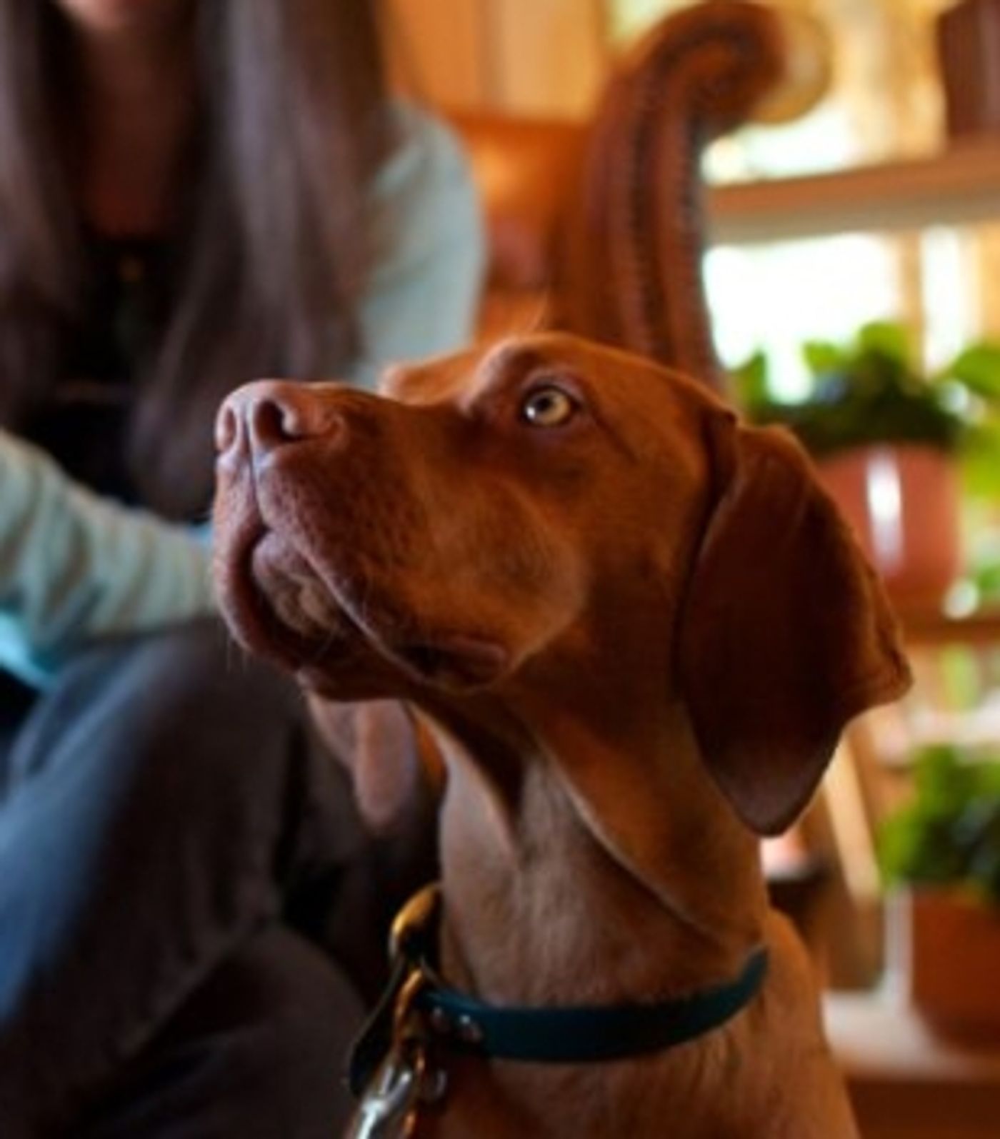 The Wiremill Pub, Restaurant & Rooms in Lingfield, Surrey